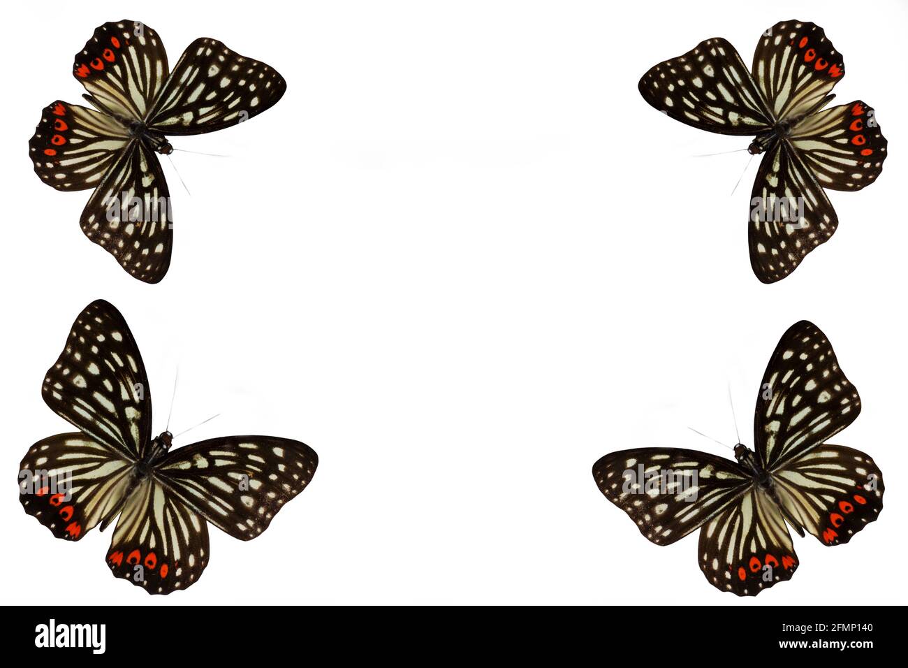 Big butterfly on a clean background Stock Photo - Alamy