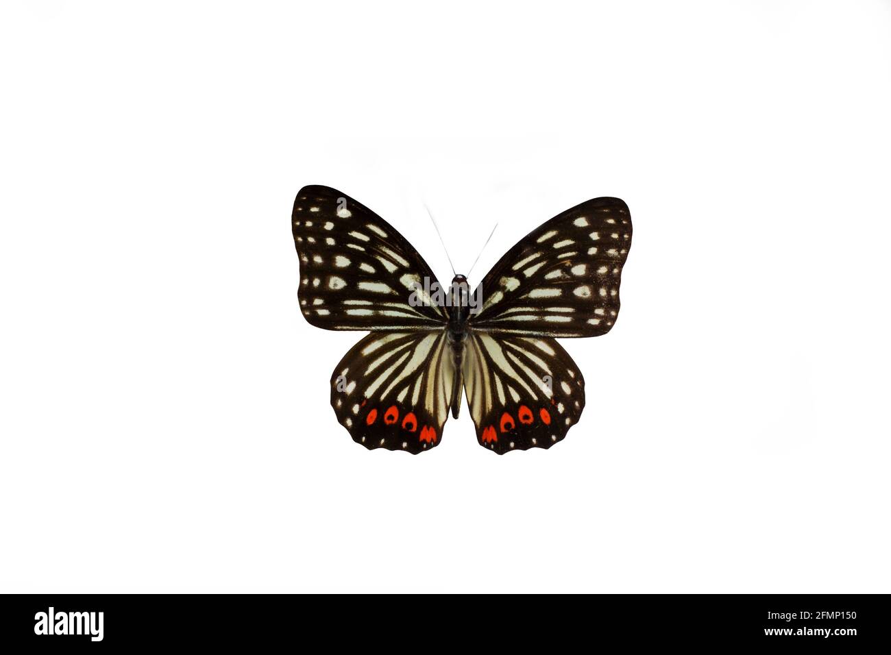 Big butterfly on a clean background Stock Photo - Alamy