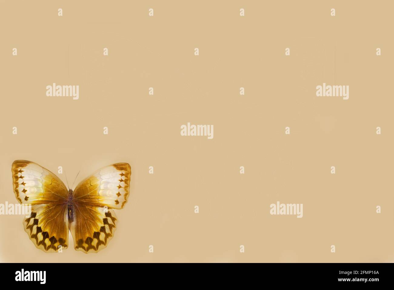 Big butterfly on a clean background Stock Photo - Alamy