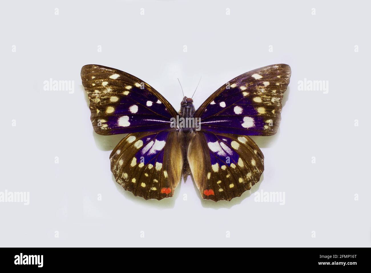 Big butterfly on a clean background Stock Photo - Alamy