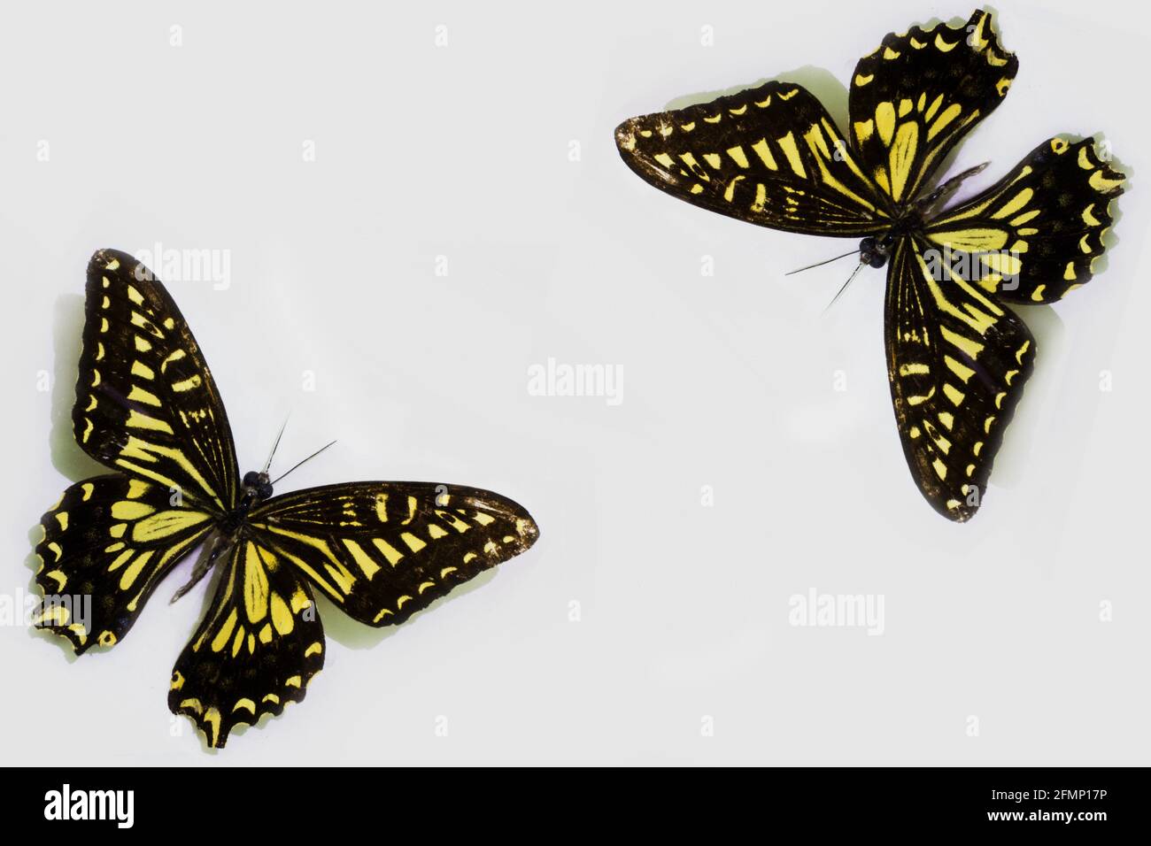 Big butterfly on a clean background Stock Photo - Alamy