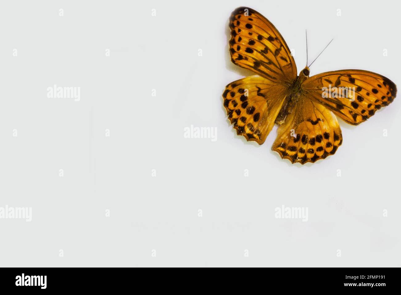 Big butterfly on a clean background Stock Photo - Alamy