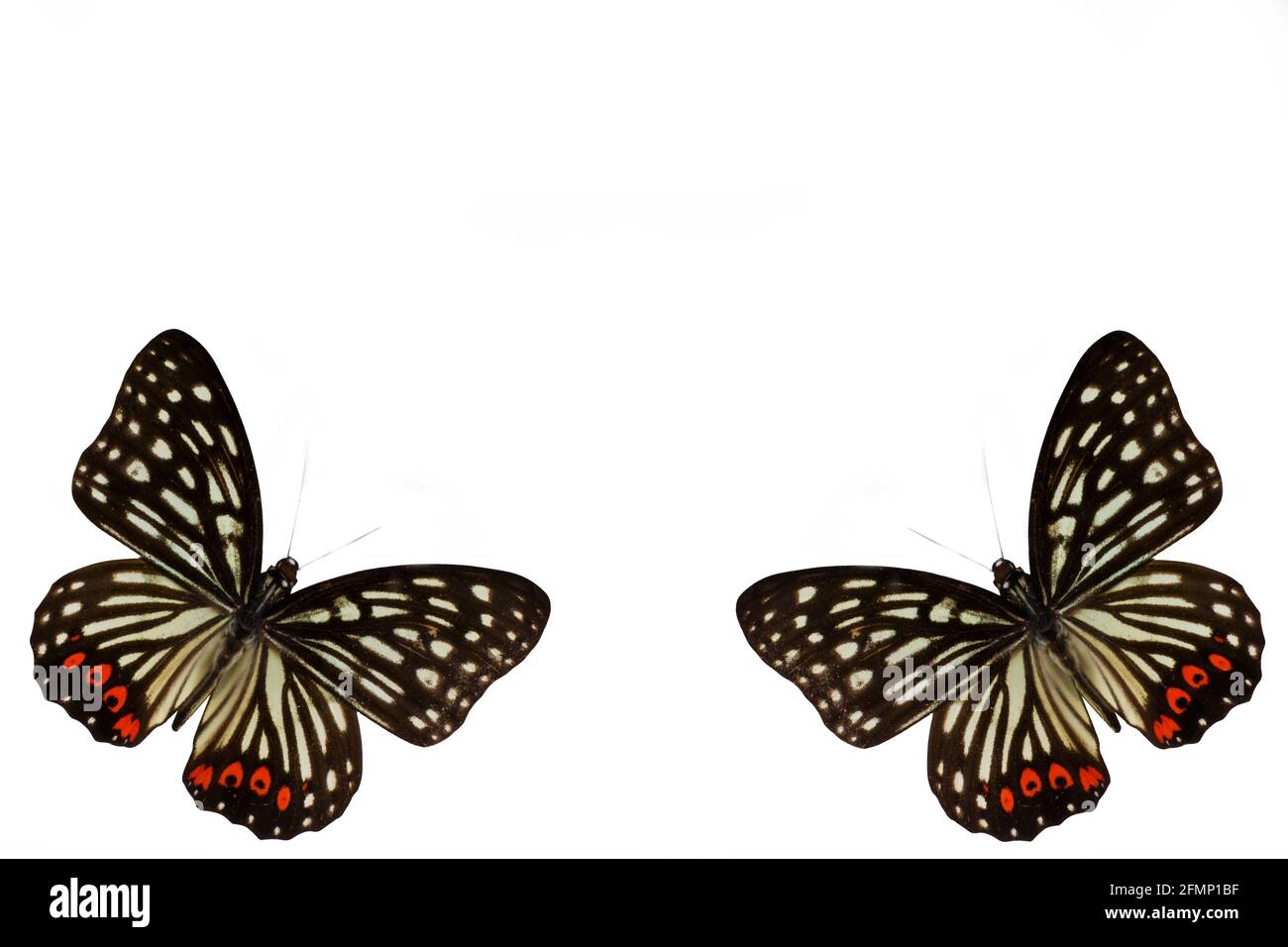 Big tropical butterfly Cut Out Stock Images & Pictures - Alamy