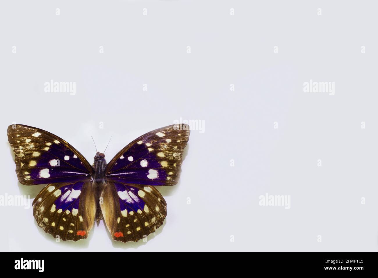 Big butterfly on a clean background Stock Photo - Alamy
