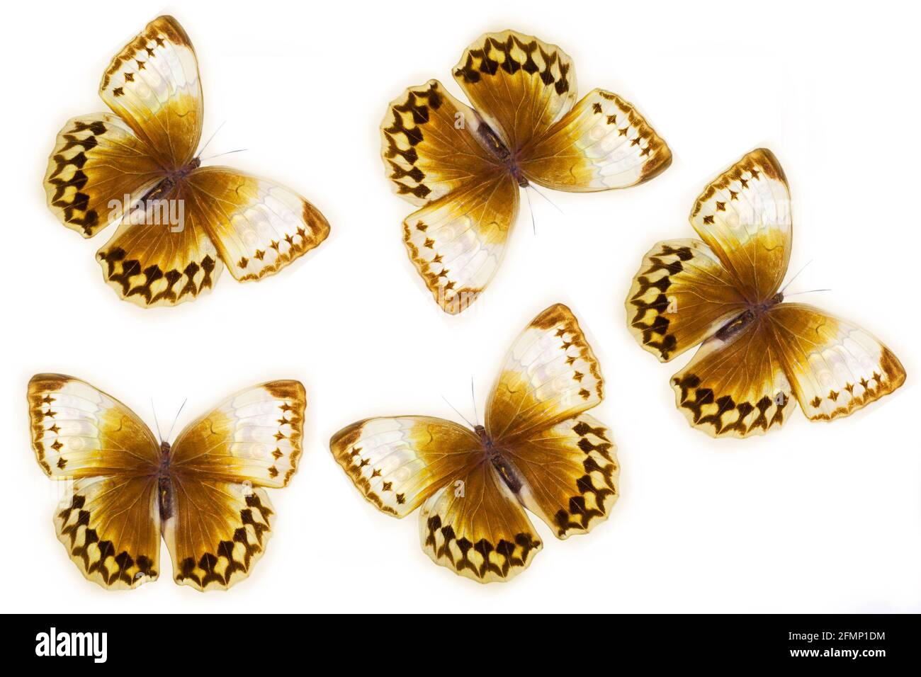 Big butterfly on a clean background Stock Photo - Alamy
