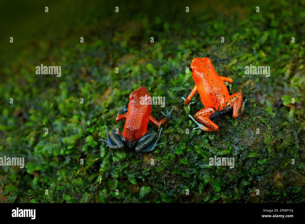 Strawberry Poison Dart Frog Habitat
