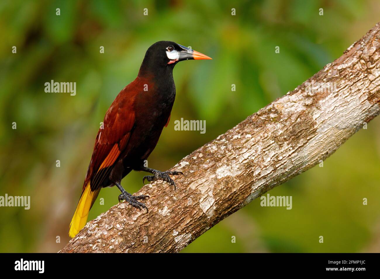 Montezuma mexico hi-res stock photography and images - Alamy