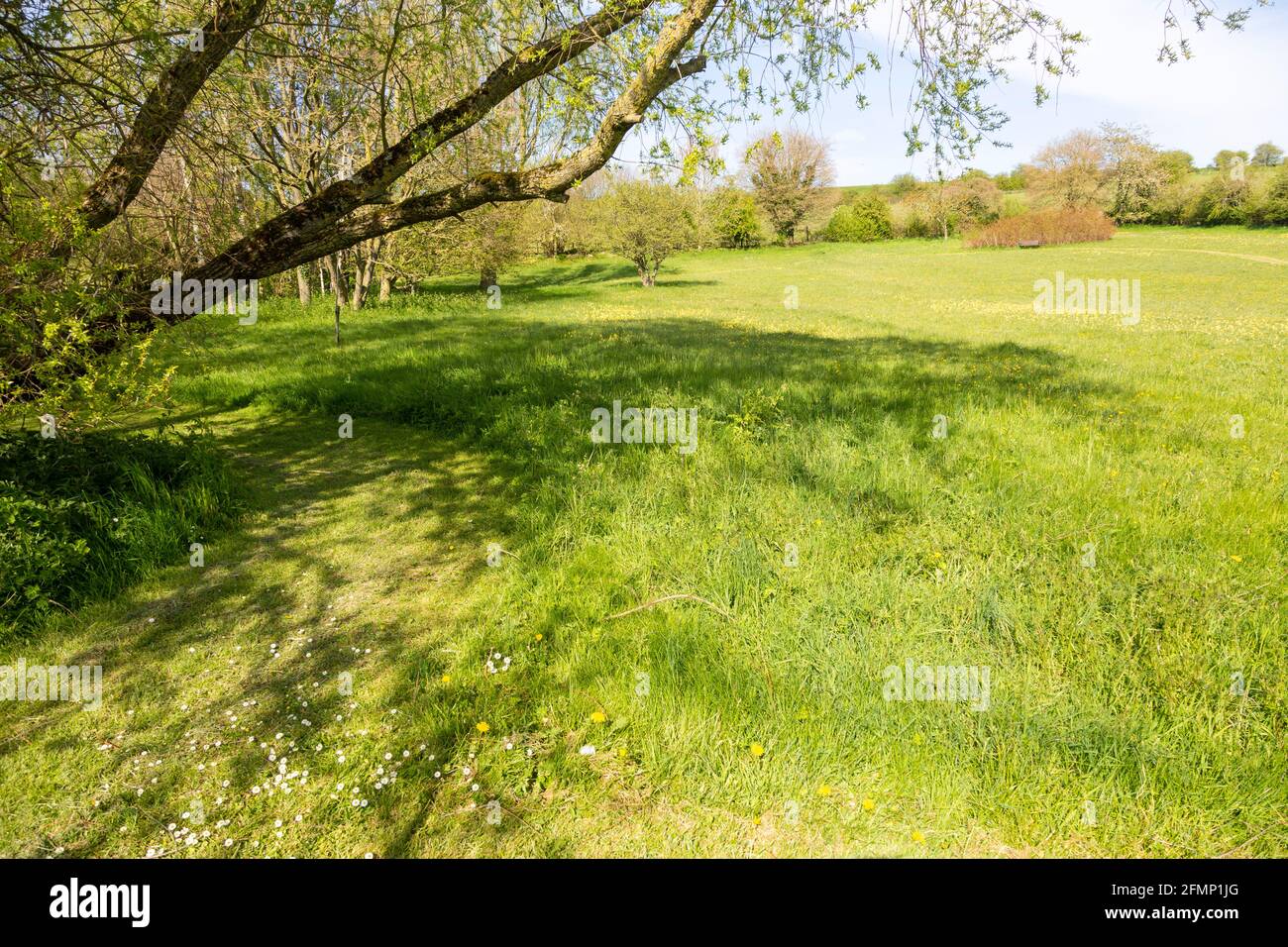 Mown path in grass meadow in large country garden, Cherhill, Wiltshire ...