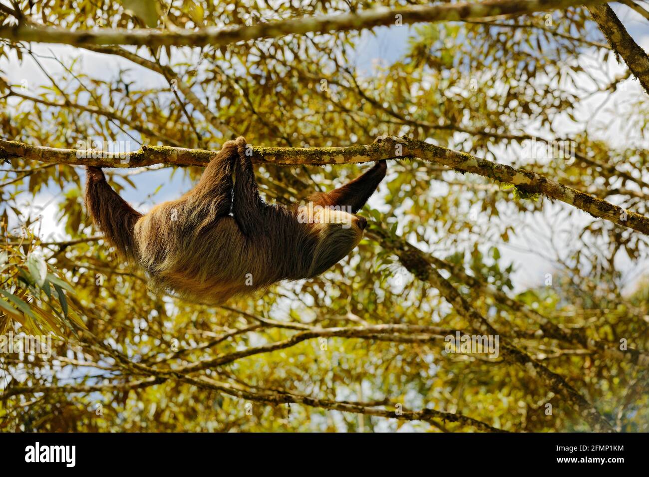 Sloth in nature habitat. Beautiful Hoffman’s Two-toed Sloth, Choloepus ...
