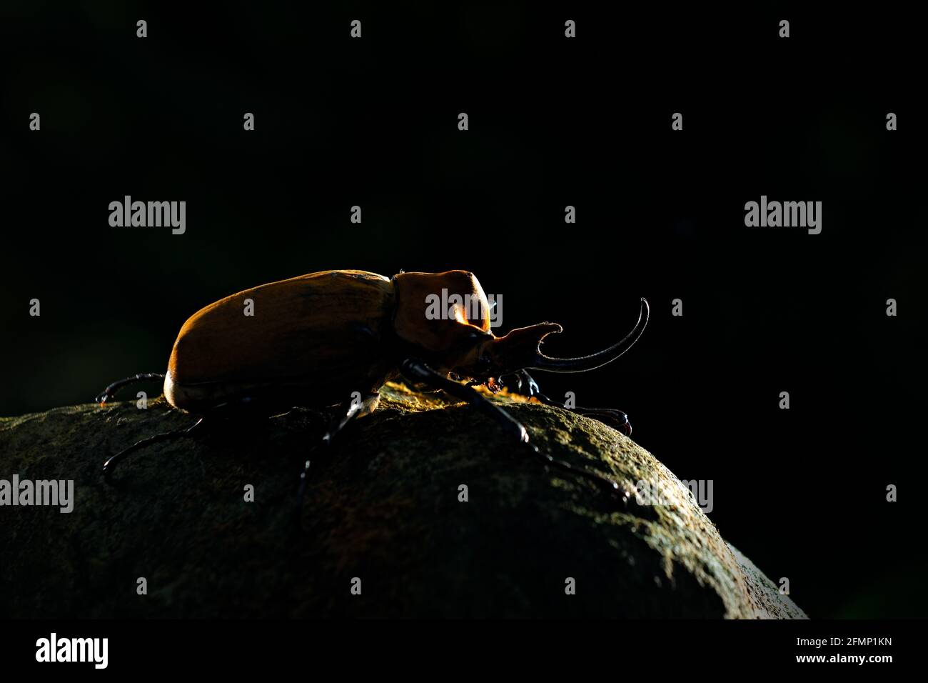 Back light,Rhinoceros elephant beetle, Megasoma elephas, very big ...