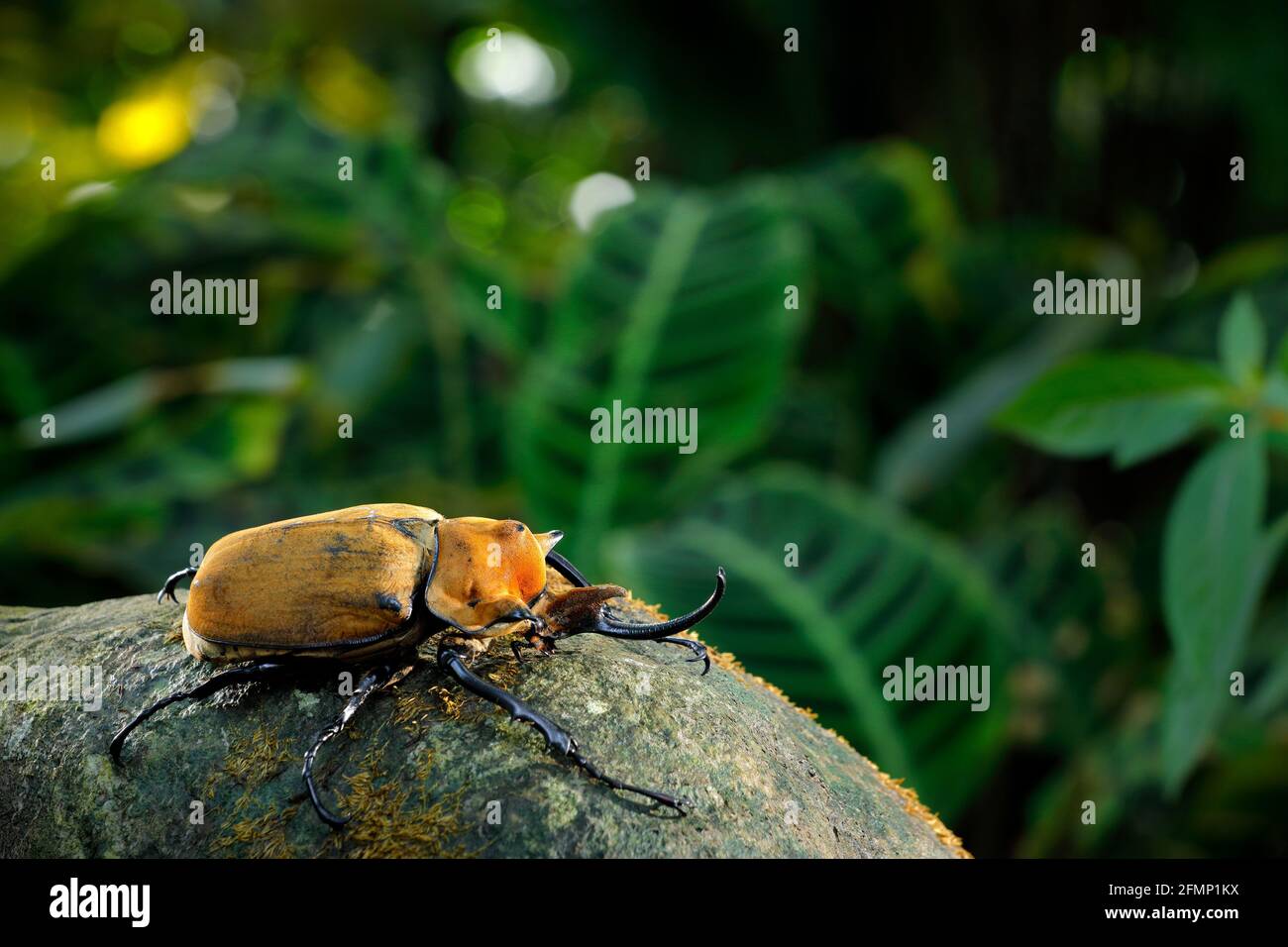 Rhinoceros elephant beetle, Megasoma elephas, big insect from rain ...