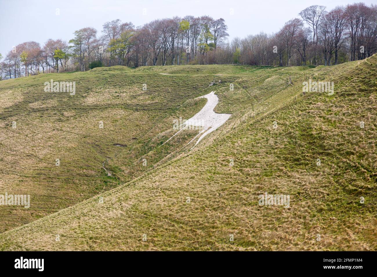 Chalk scarp slope with white horse figure, Cherhill, Wiltshire, England ...