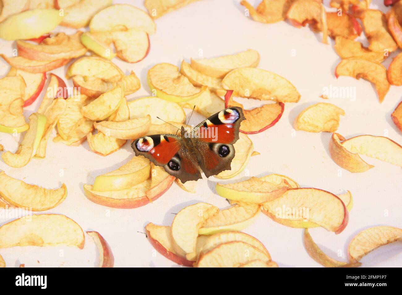 Monarch apples hi-res stock photography and images - Alamy