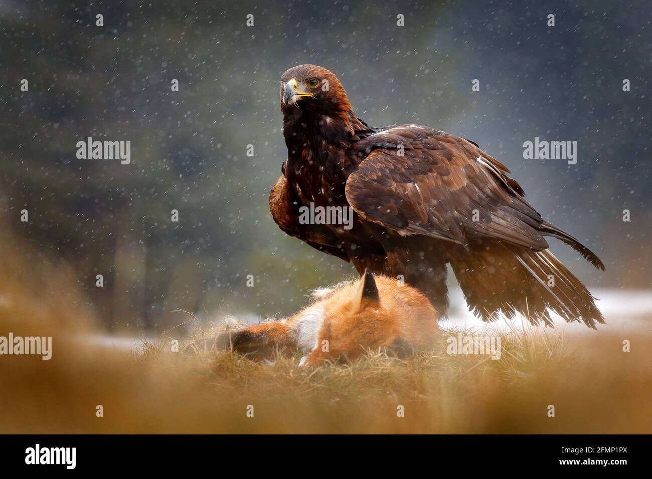 Golden Eagle feeding on kill Red Fox in the forest during rain and ...