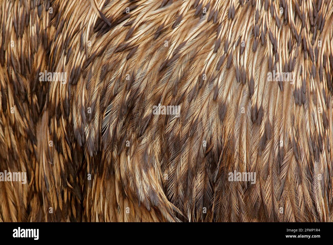 Biggest Bird High Resolution Stock Photography and Images - Alamy