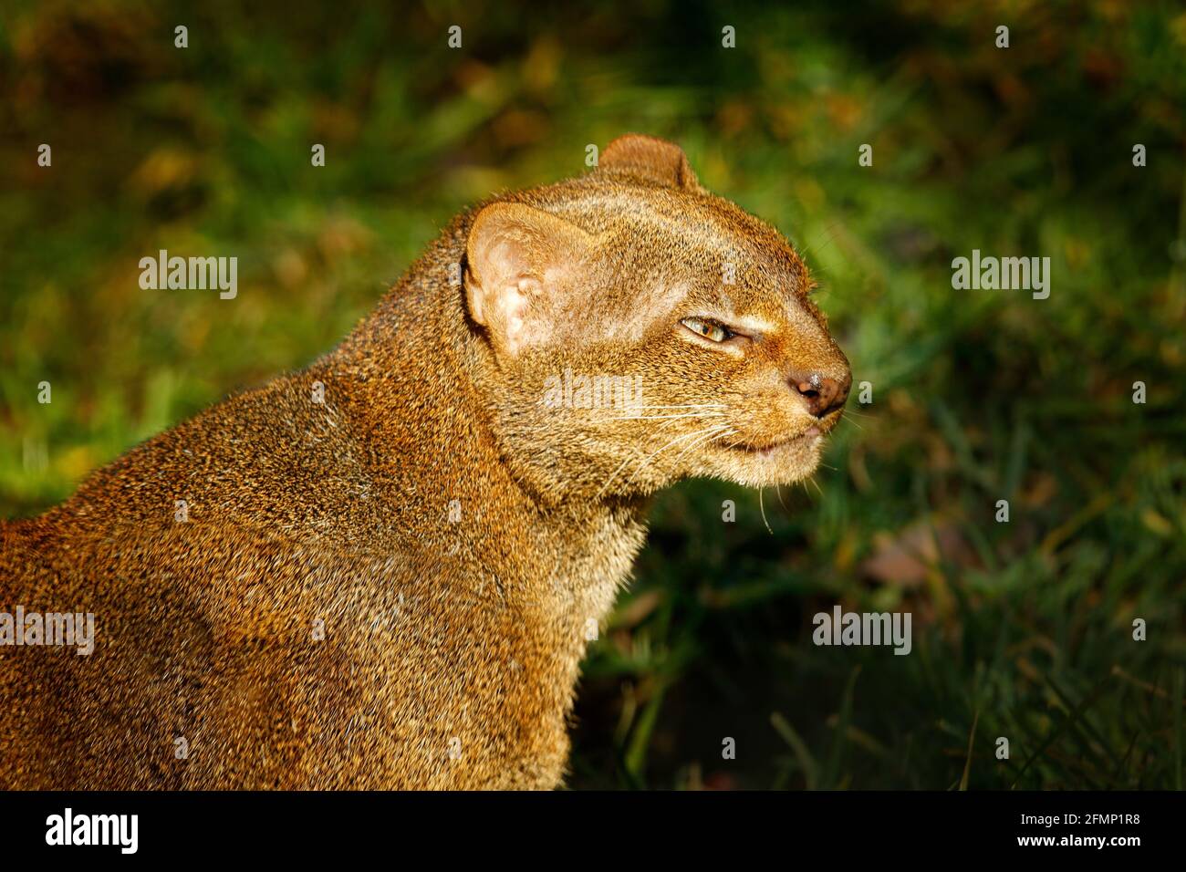 Jaguarundi, Herpailurus yagouaroundi, detail portrait of wild cat in ...