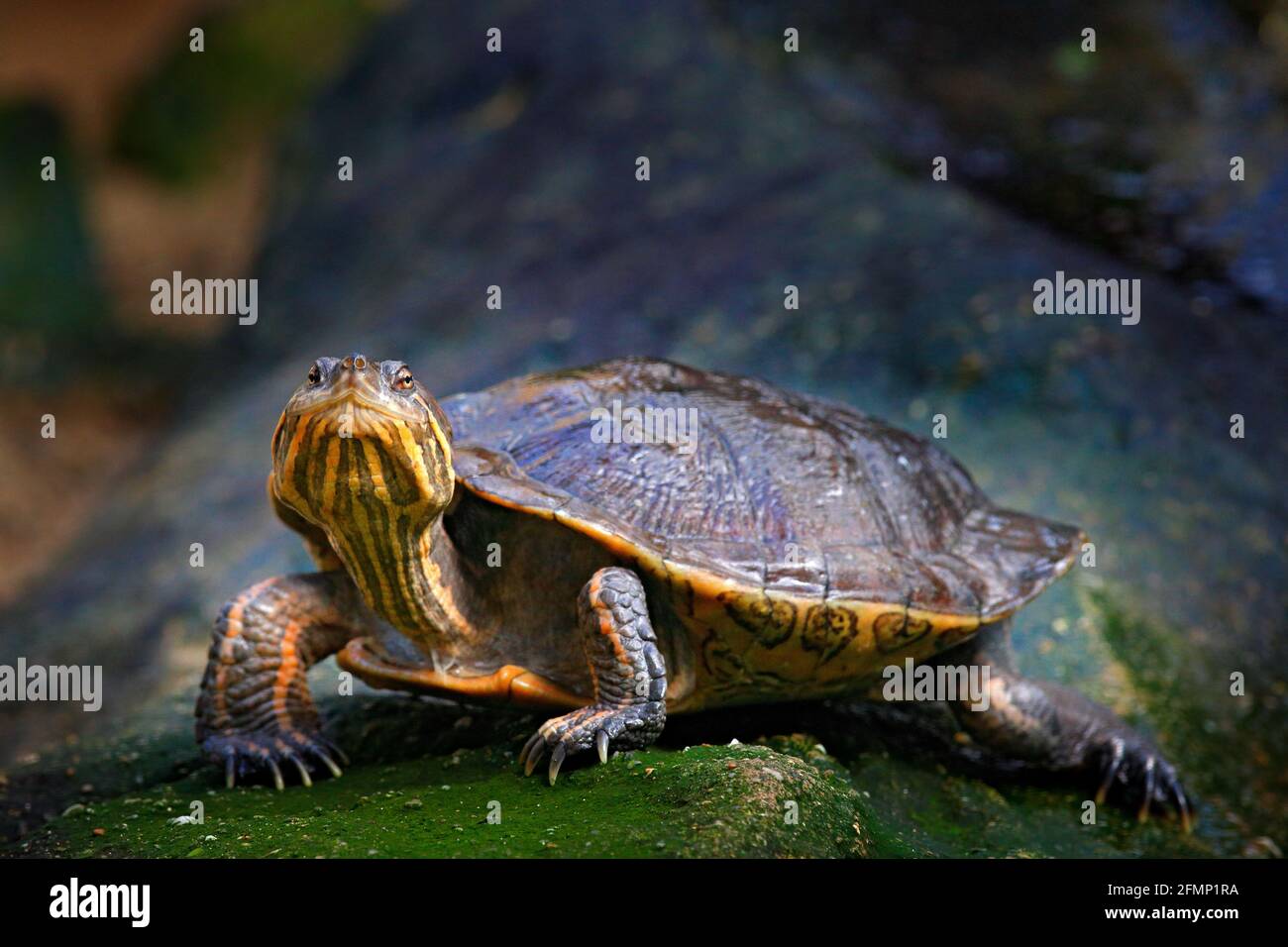 Cuban slider, Trachemys decussata, turtle in the nature habitat. Slider ...