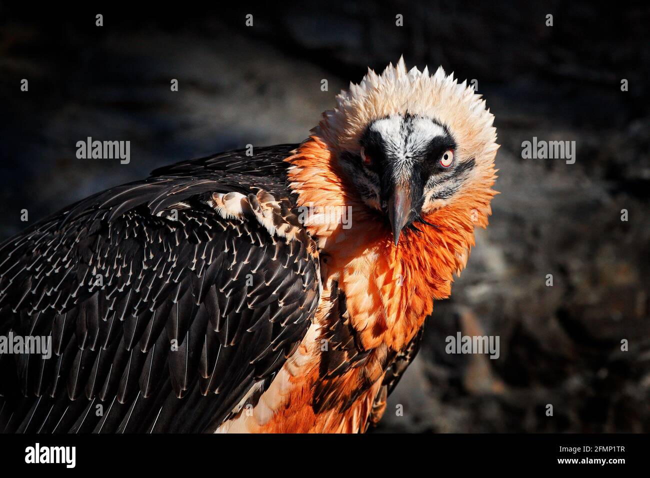 Bearded Vulture, Gypaetus barbatus, detail portrait of rare mountain bird in rocky habitat in ...