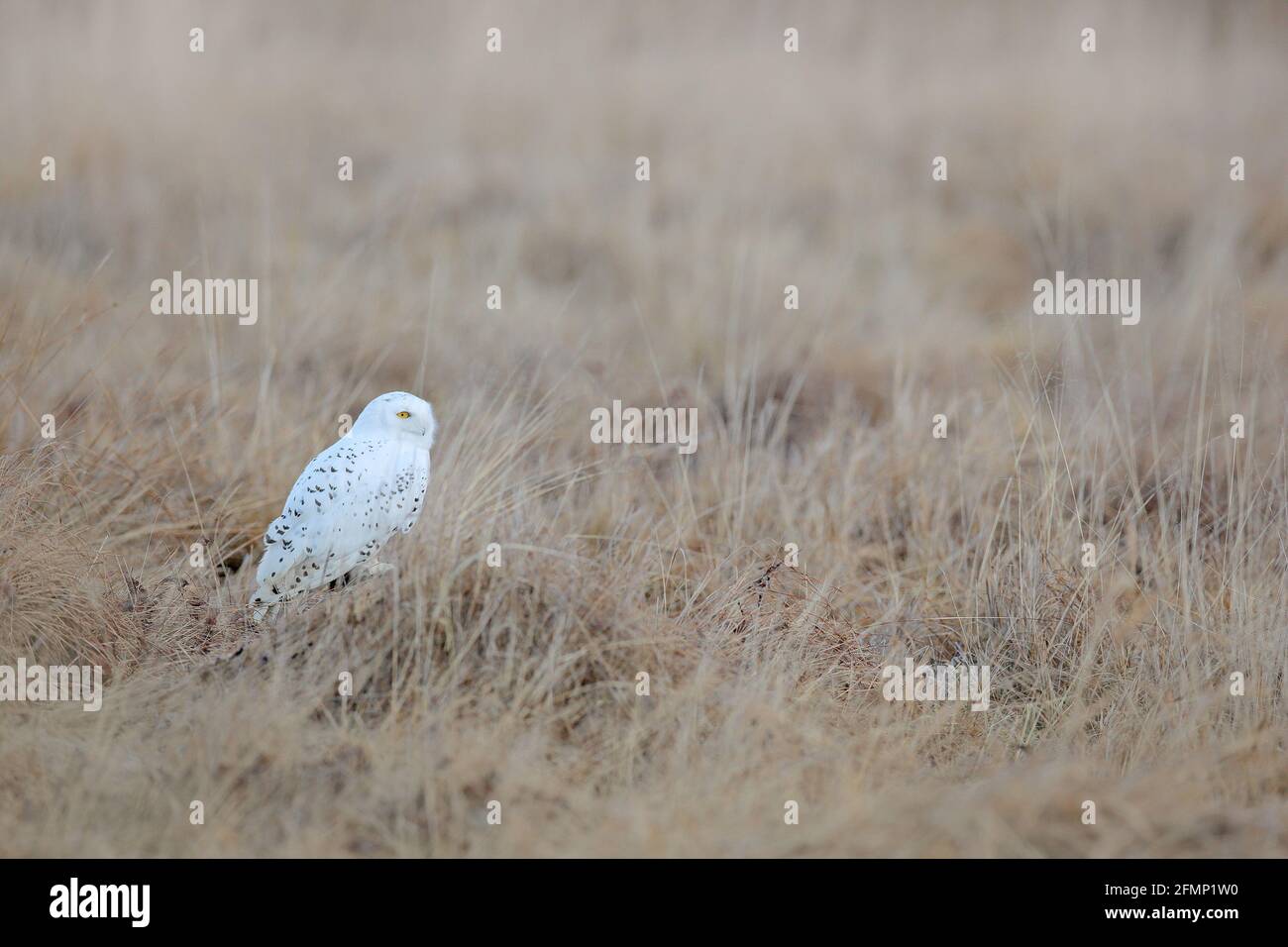 Snowy Owl Habitat Diorama