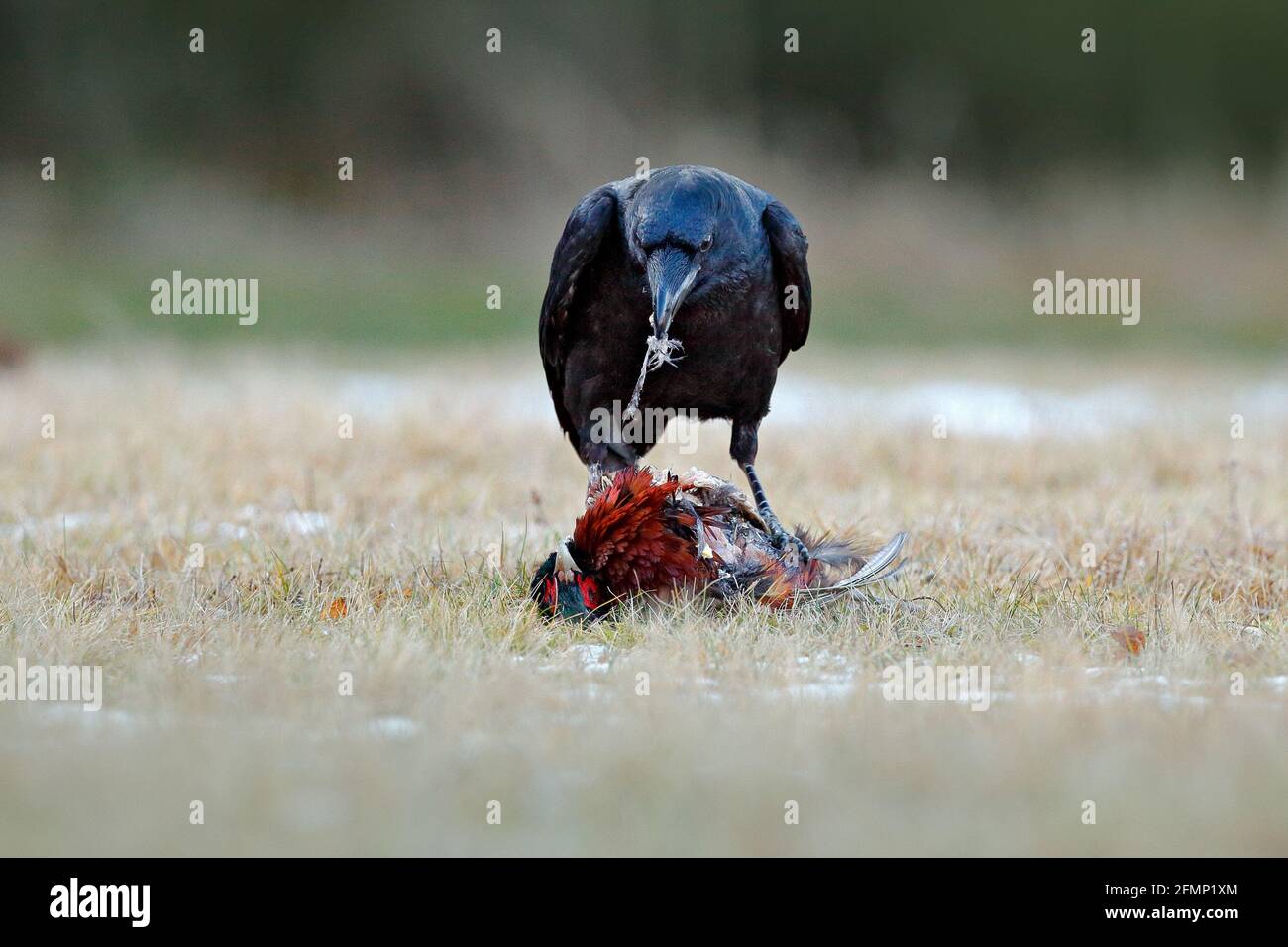 Raven with kill pheasant carcass on the forest meadow. Black bird raven ...