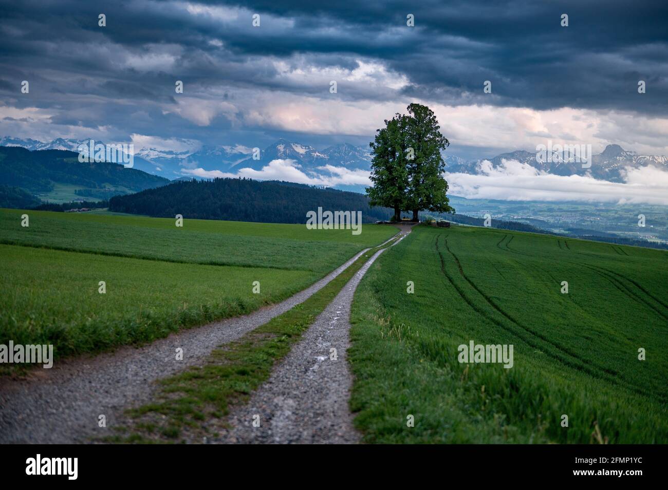 solitary big basswood tree on a spring evening after rain with a ...