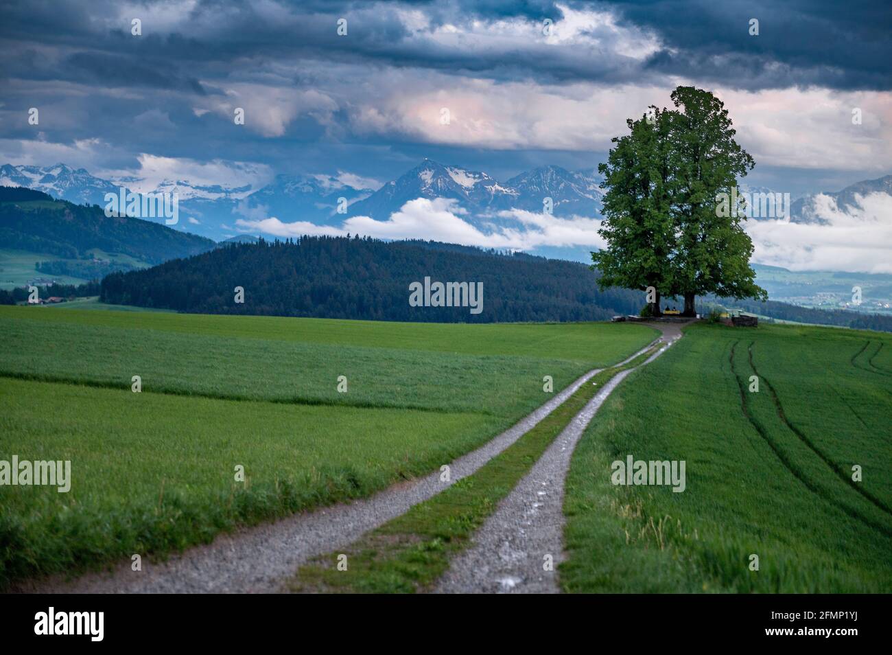 solitary big basswood tree on a spring evening after rain with a ...