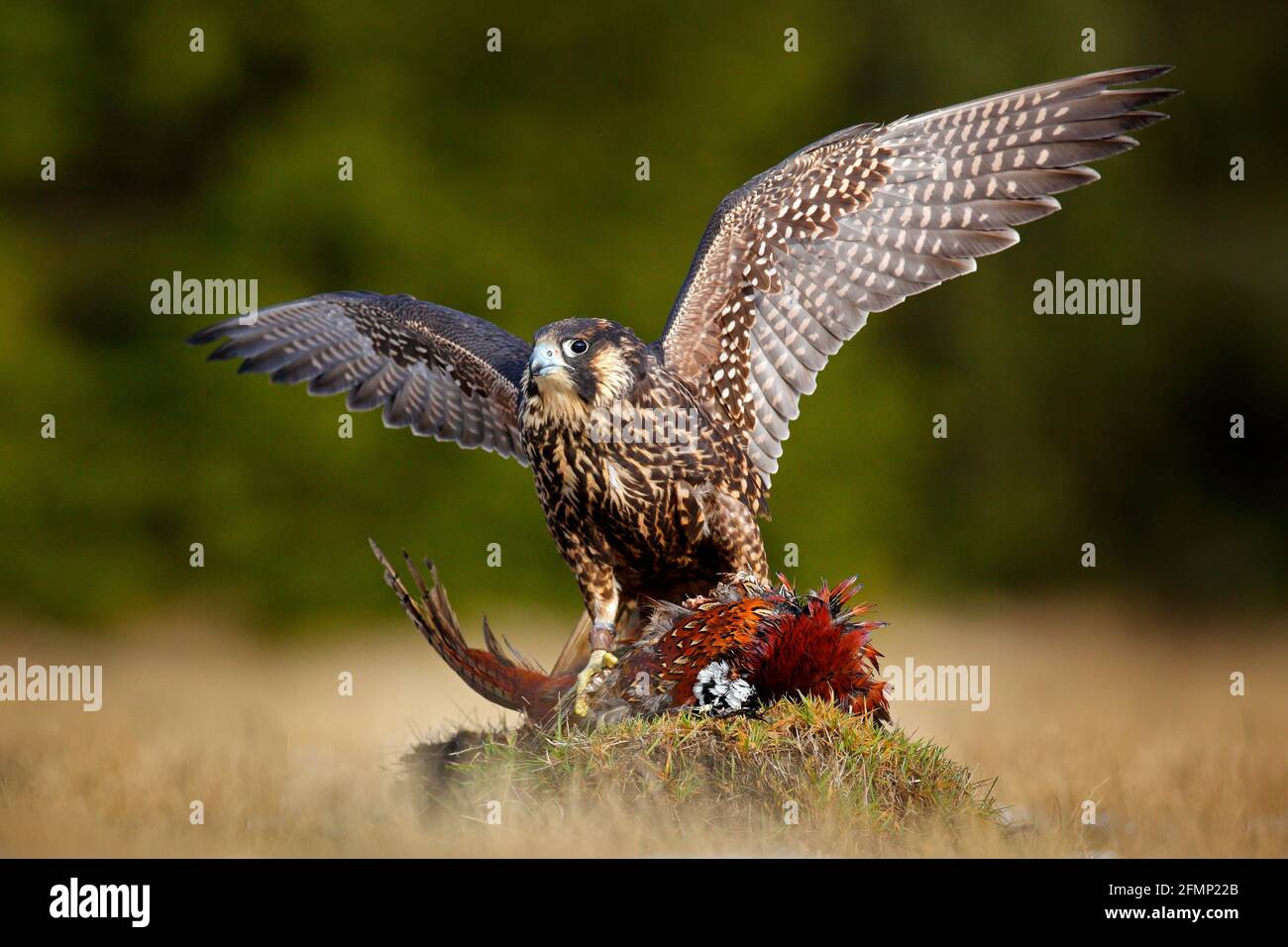 Peregrine falcon with caught kill Pheasant. Beautiful bird of prey ...