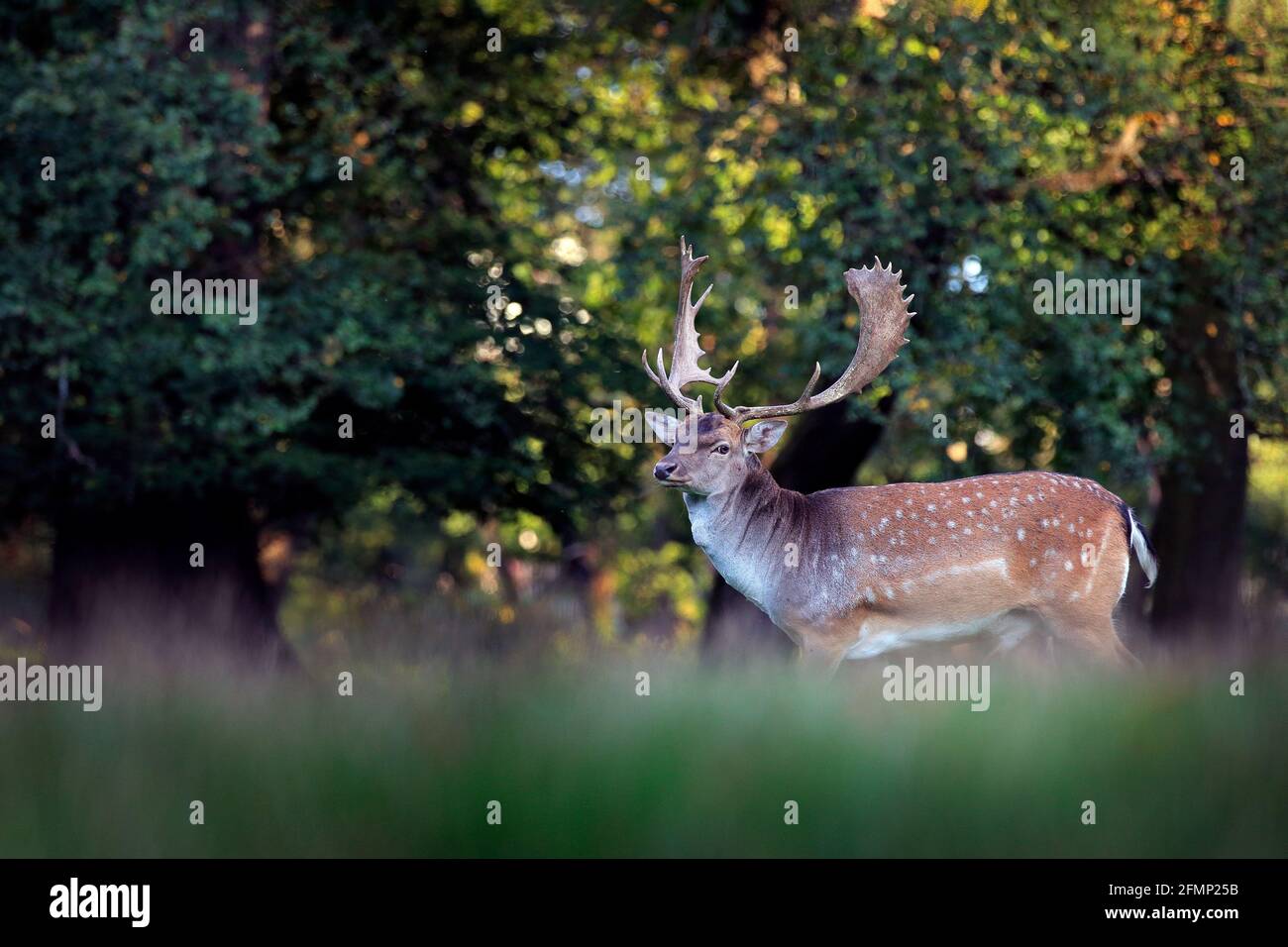 Europe wildlife hi-res stock photography and images - Alamy