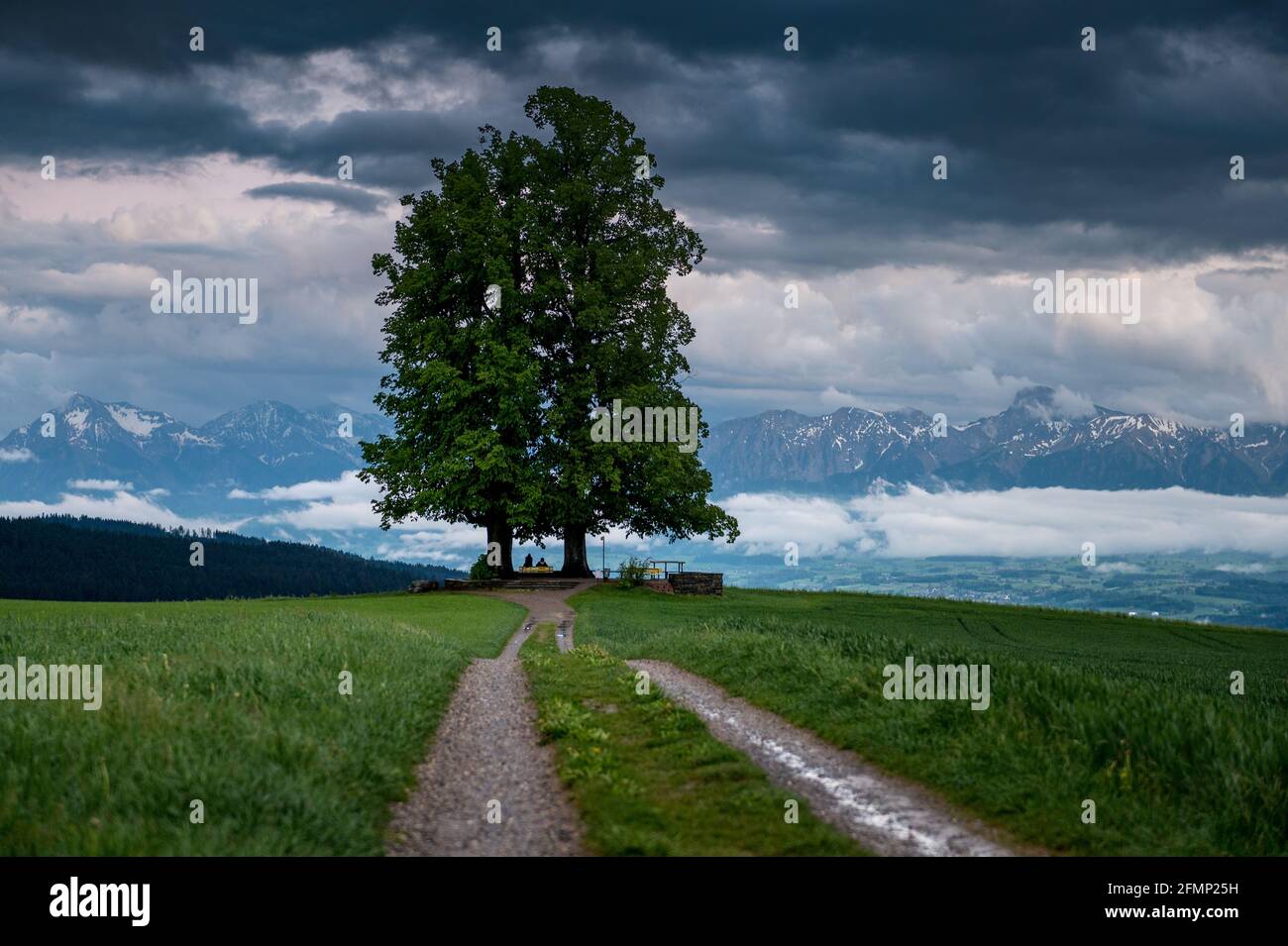 big basswood tree on a rainy spring evening on Ballenbühl with pathway ...
