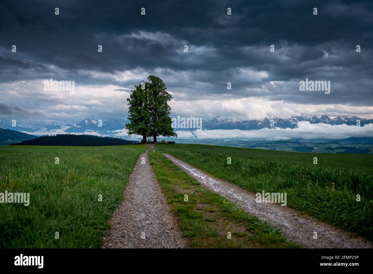 big basswood tree on a rainy spring evening on Ballenbühl with pathway ...