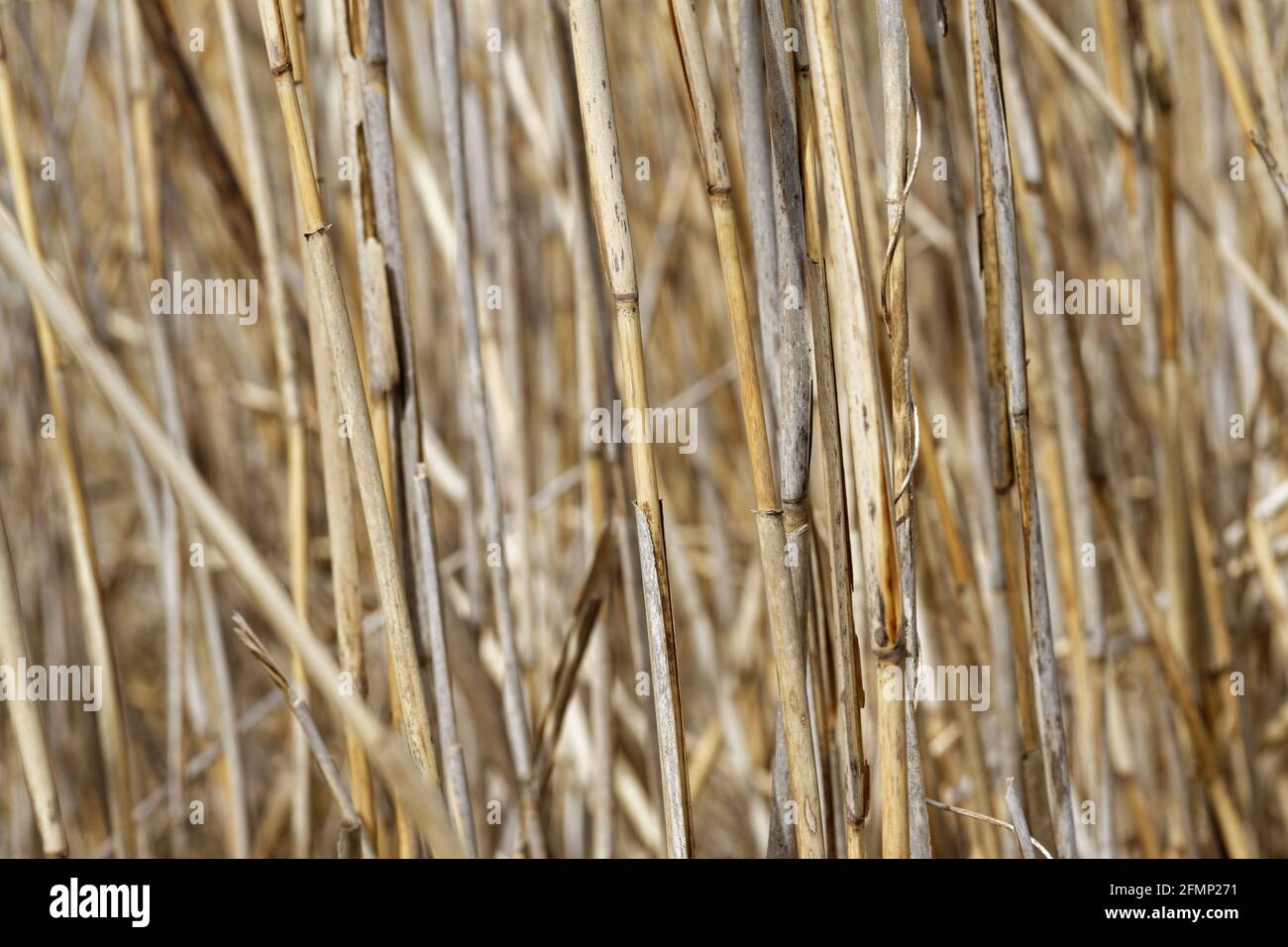 Water Reed in Winter - Detail Concept Background Stock Photo - Alamy