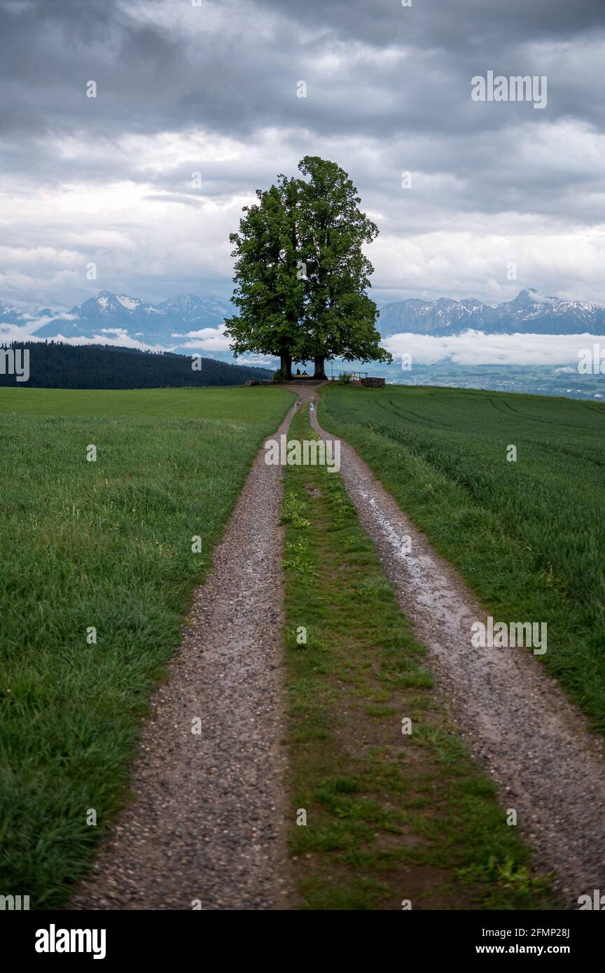 big basswood tree on a rainy spring evening on Ballenbühl with pathway ...