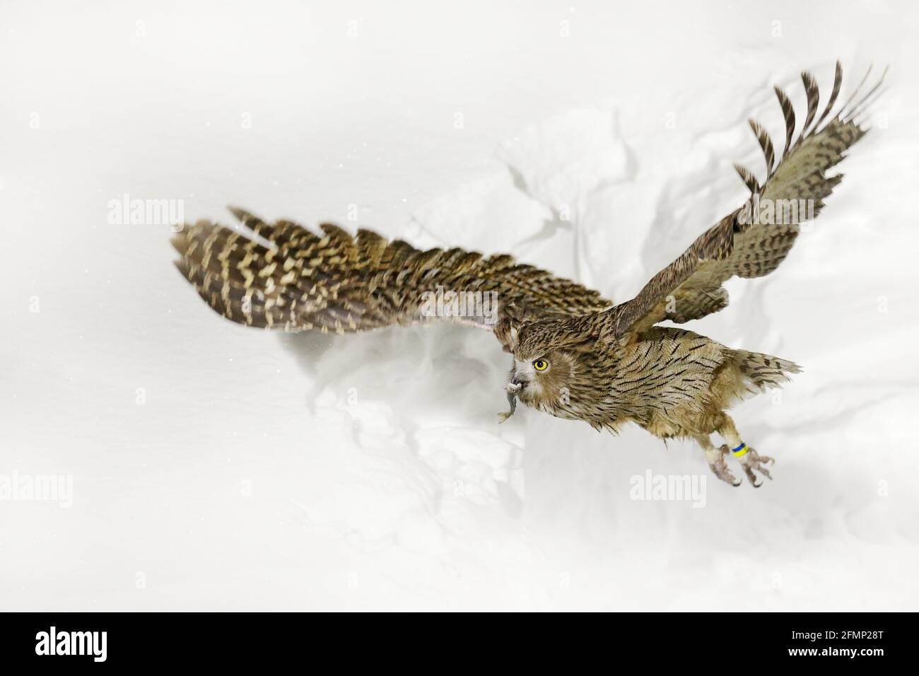 Owl fly with fish. Blakiston's fish owl, Bubo blakistoni, night fly ...