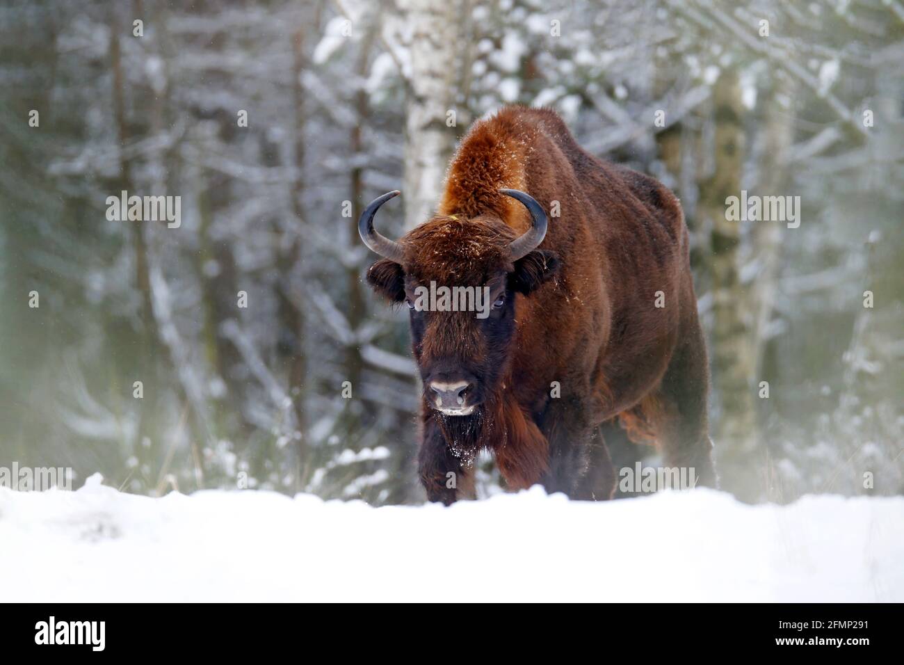 Wildlife scene from european hi-res stock photography and images - Alamy
