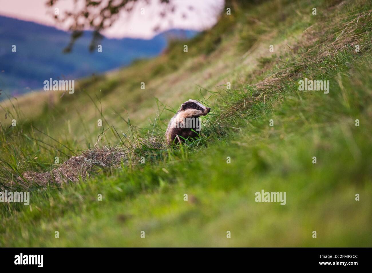 badger in the grass of an agricultural field in Emmental Stock Photo ...