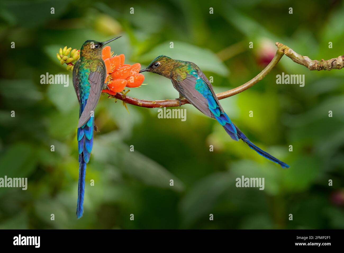 Long-tailed Sylph, Aglaiocercus kingi, rare hummingbird from Colombia ...