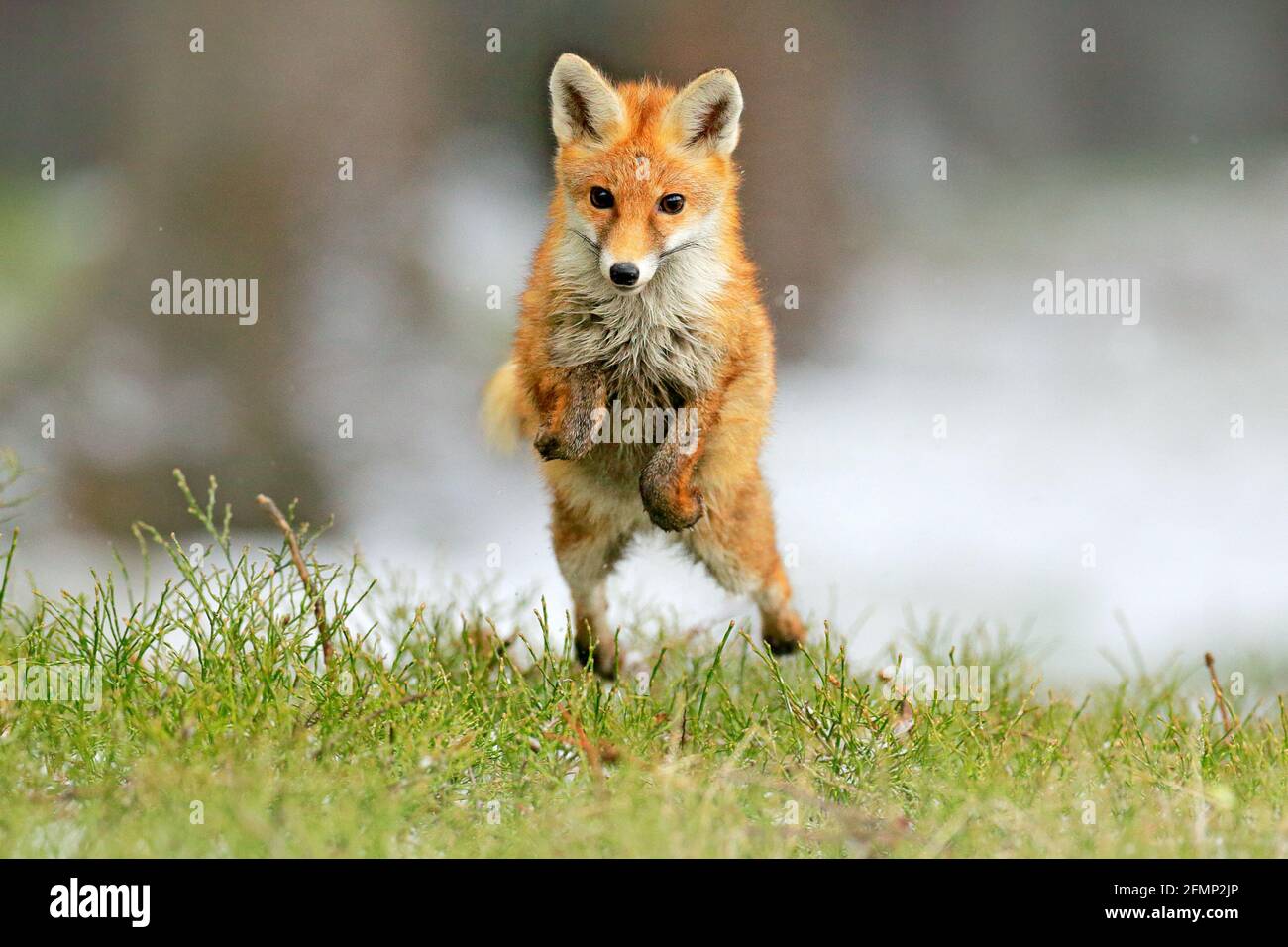 Red Fox jumping , Vulpes vulpes, wildlife scene from Europe. Orange fur coat animal in the ...