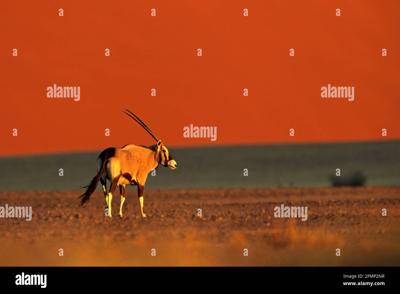 Gemsbok with orange sand dune evening sunset. Gemsbuck, Oryx gazella ...