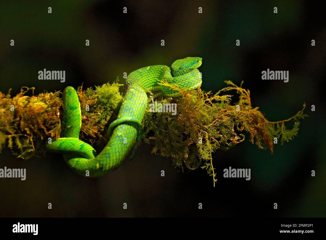 Green Palm-Pitviper, Bothriechis lateralis, danger poison snake in the ...