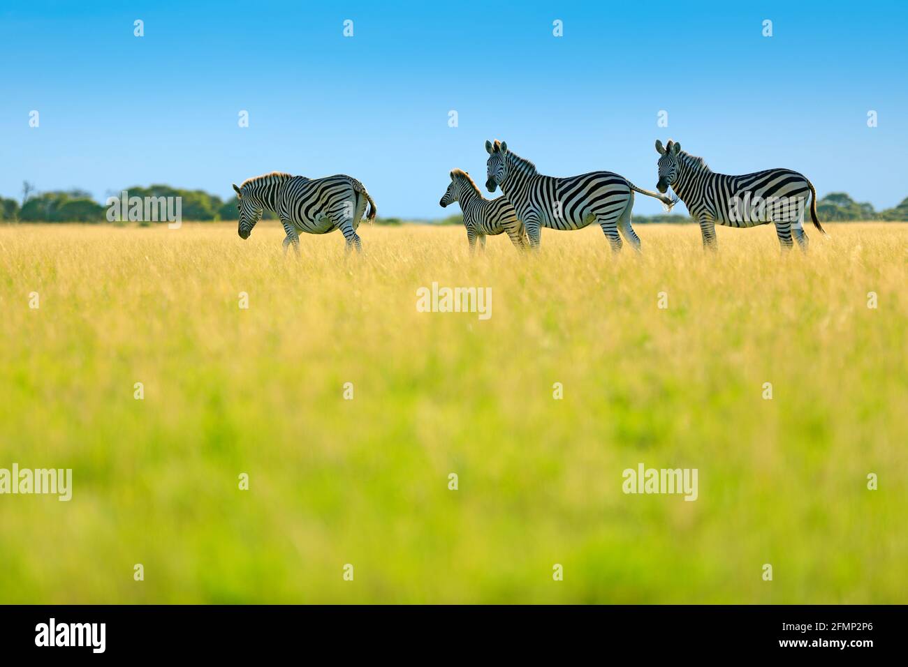 Botswana zebra migration hi-res stock photography and images - Alamy