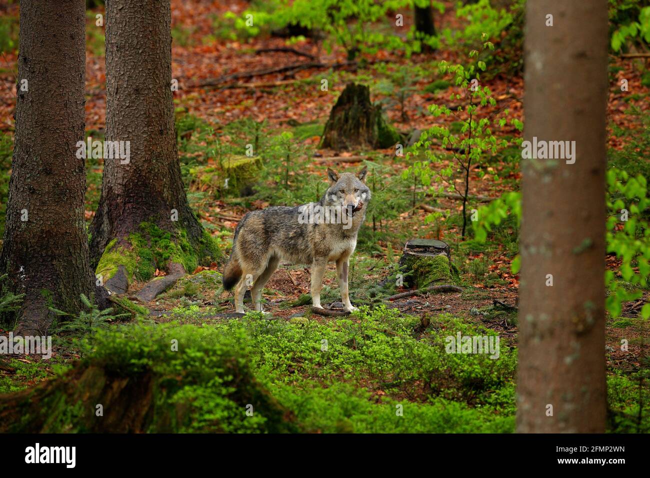 Gray wolf, Canis lupus, in the spring light, in the forest with green ...