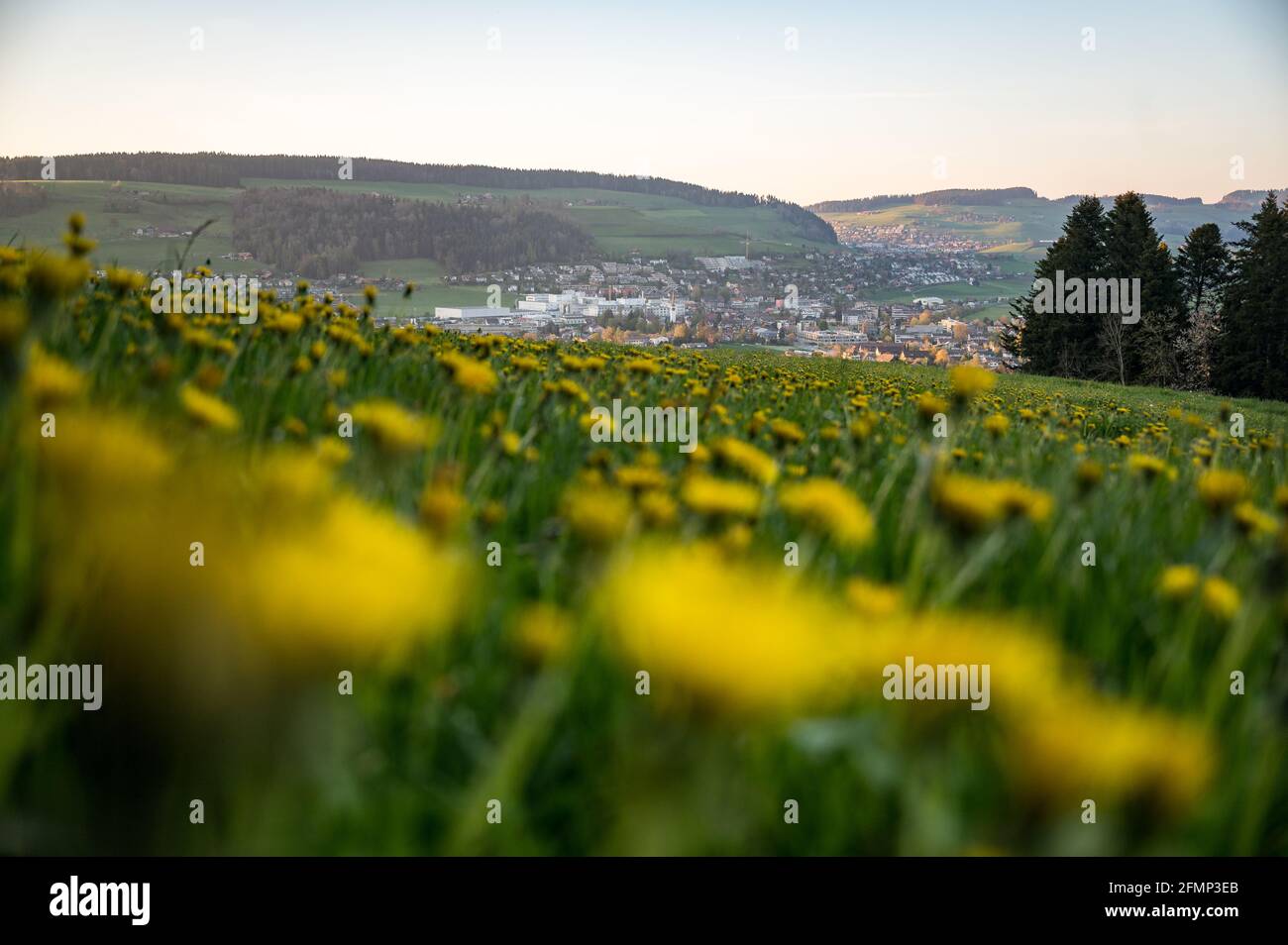 village of Konolfingen with a wildflower field in spring Stock Photo ...