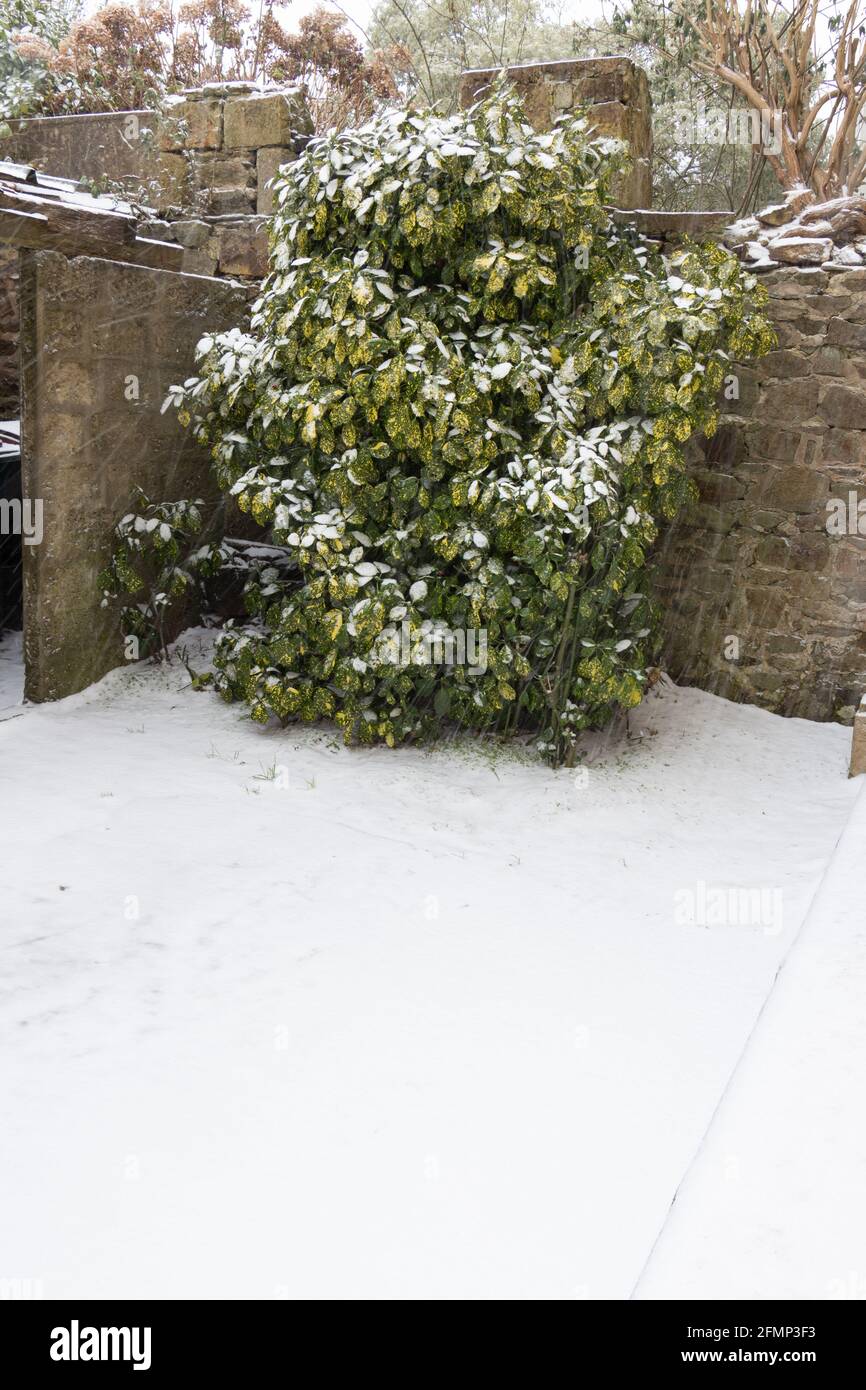 Snow falling in a backyard in Brittany Stock Photo - Alamy