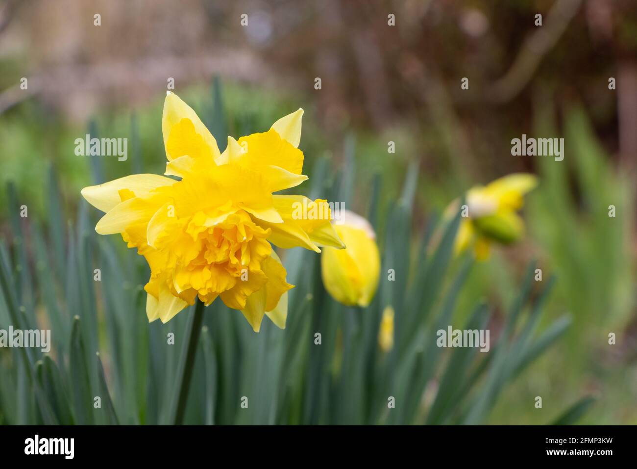 Daffodil in a garden during spring Stock Photo - Alamy