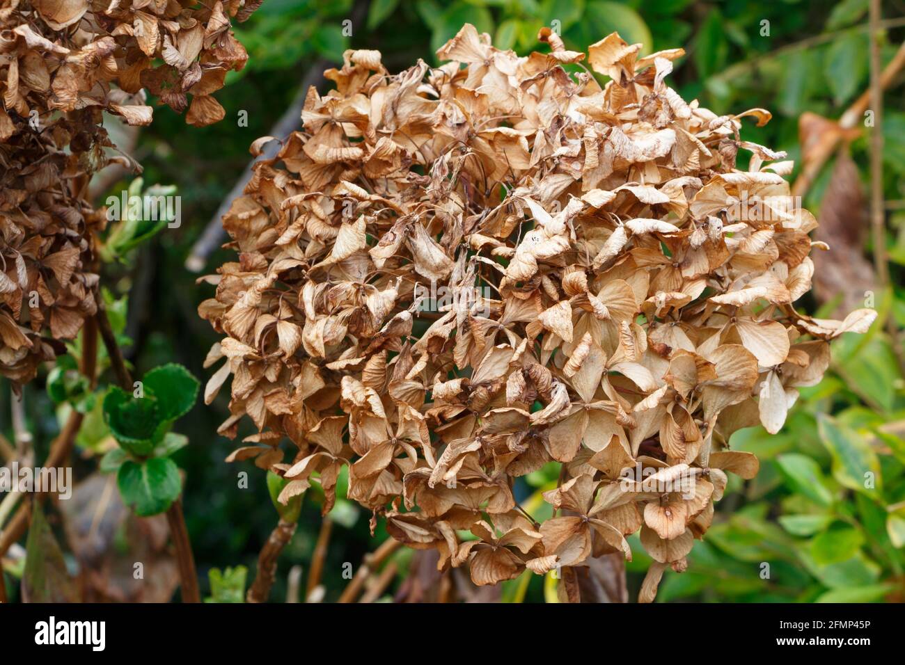 Dry hydrangea flower in a garden at the end of winter Stock Photo - Alamy