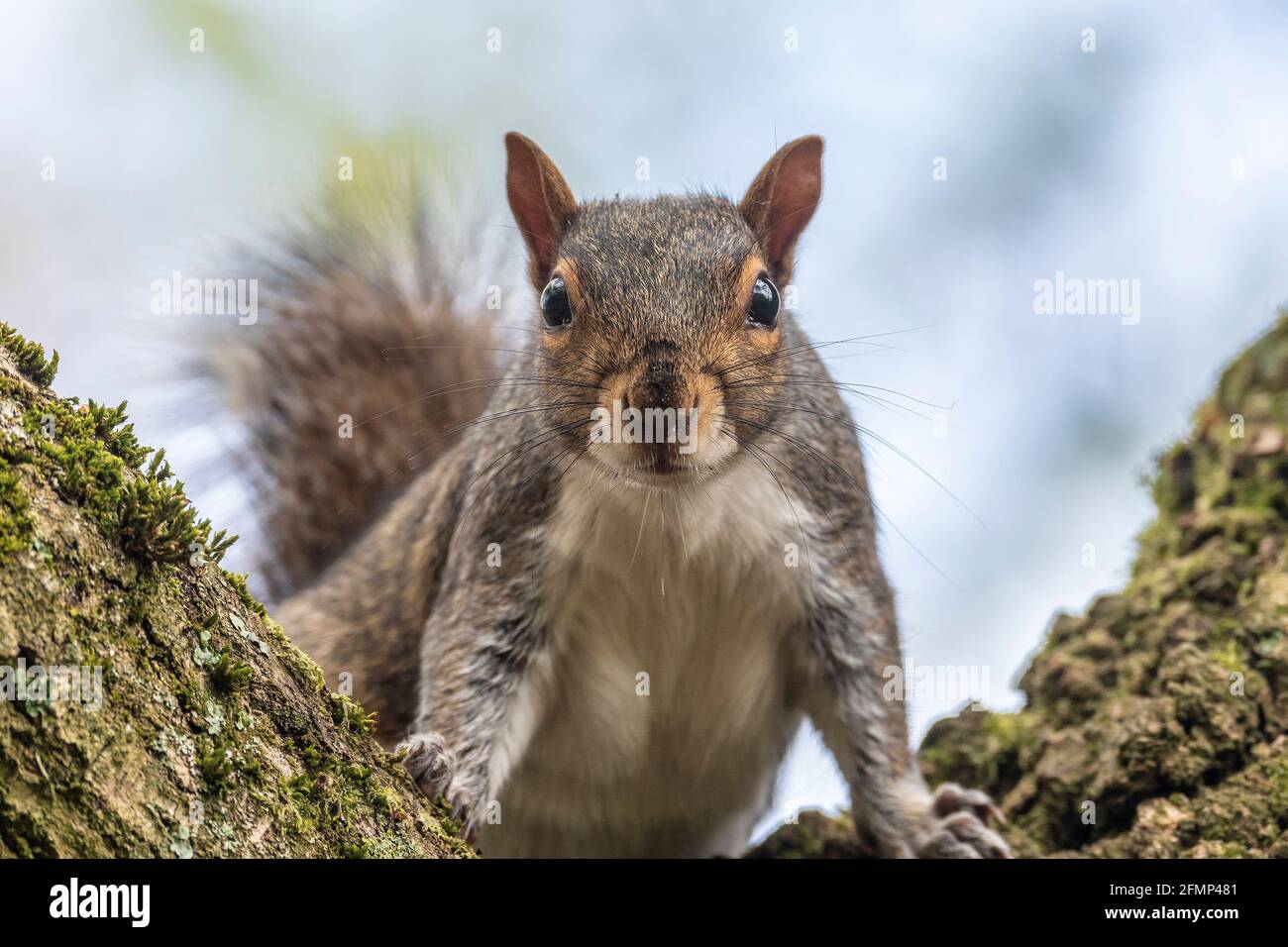 Squirrel pest hi-res stock photography and images - Alamy