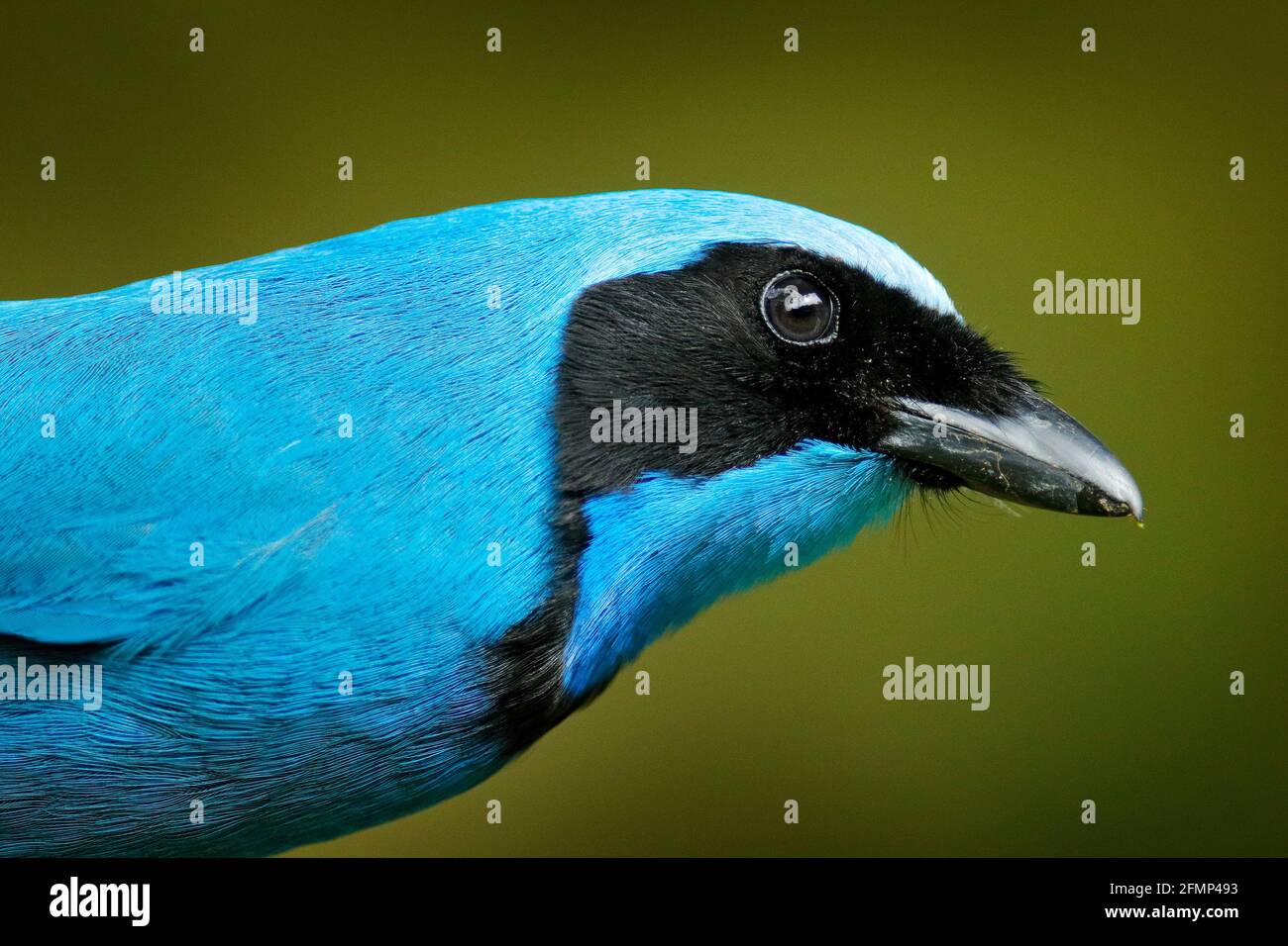 Turquoise jay, Cyanolyca turcosa, detail portrait of beautiful blue ...