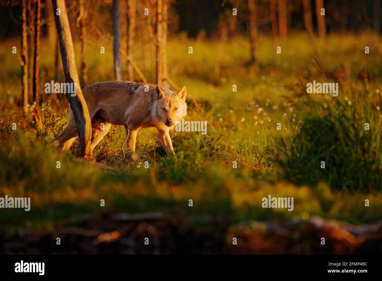 Wolf from Finland. Gray wolf, Canis lupus, in the spring light, in the ...