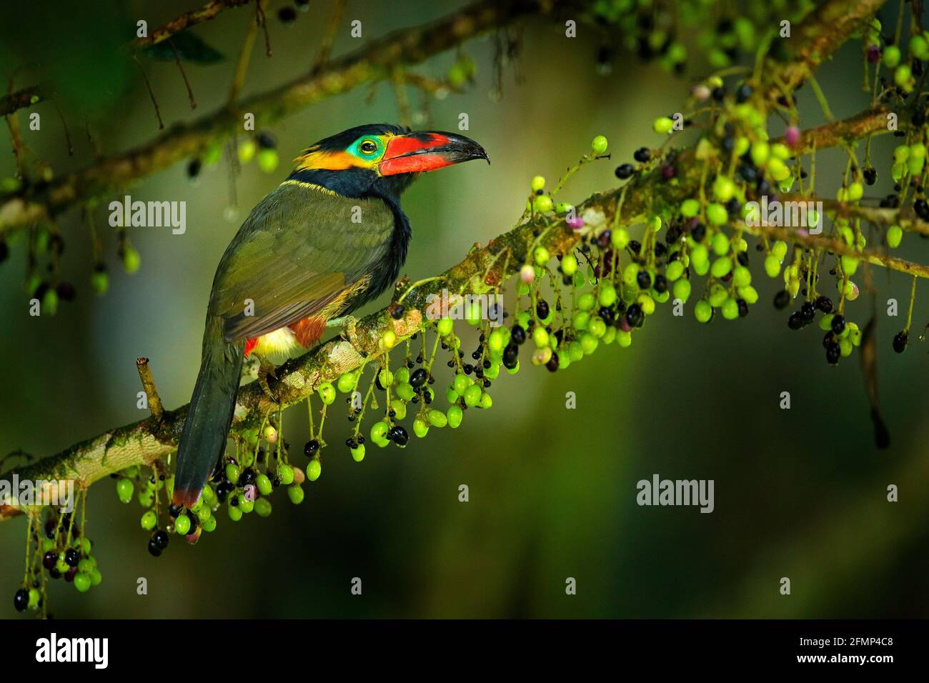 Small toucan with fruits. Golden-collared Toucanet, Selenidera ...