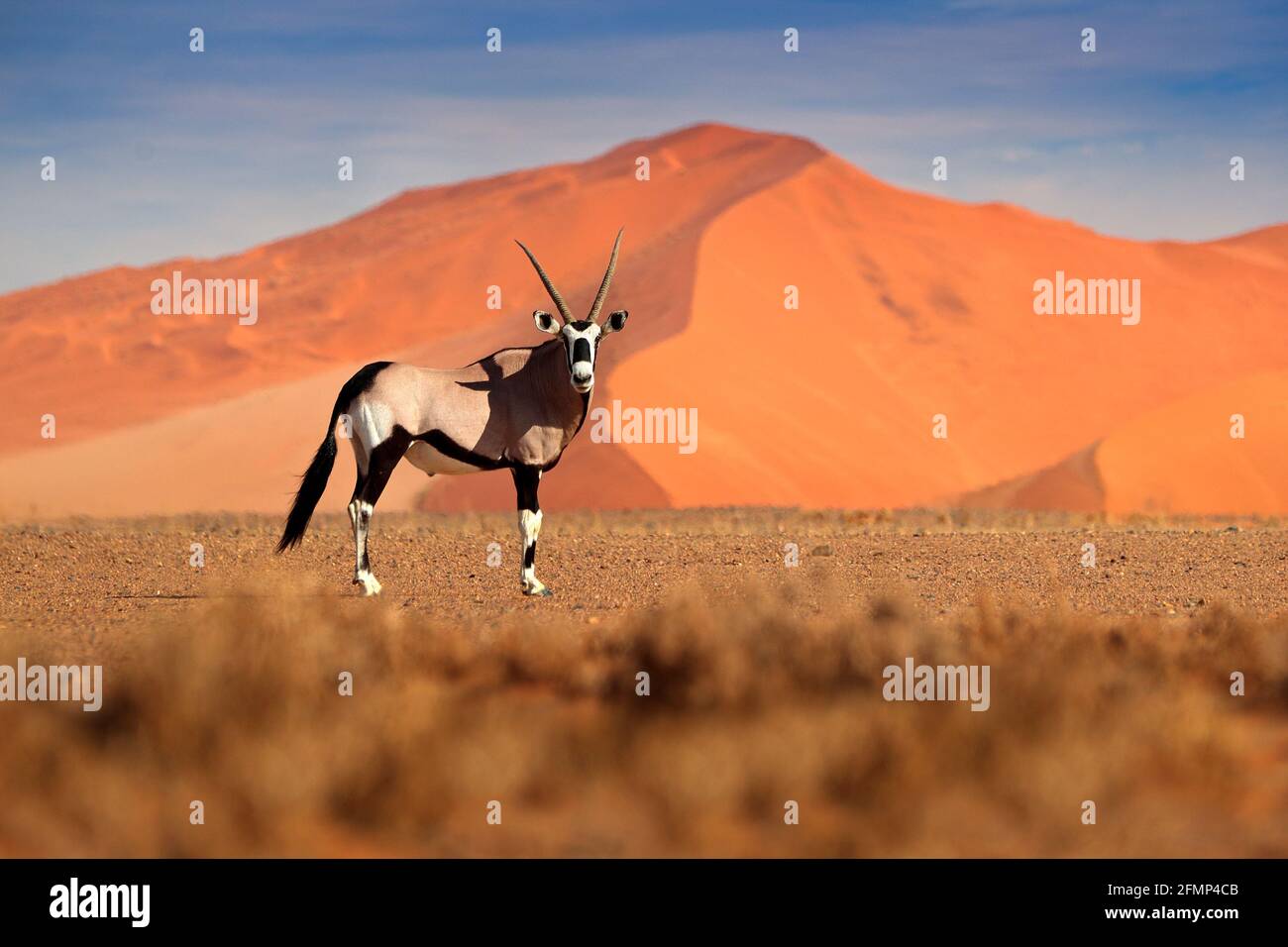 Gemsbok with orange sand dune evening sunset. Gemsbuck, Oryx gazella ...